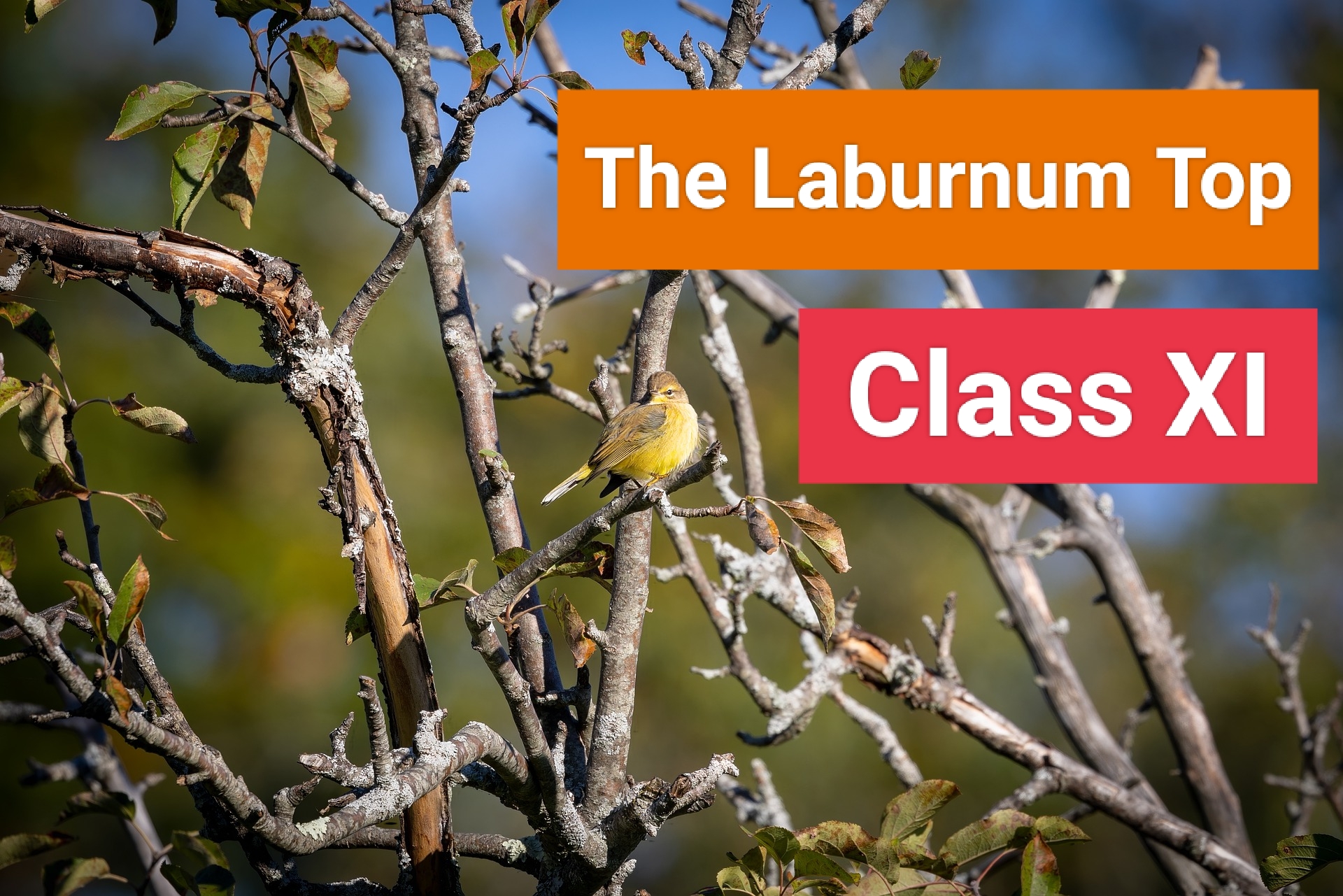 "The Laburnum Top" Questions & Answers, Class XI, CBSE - Web Academix