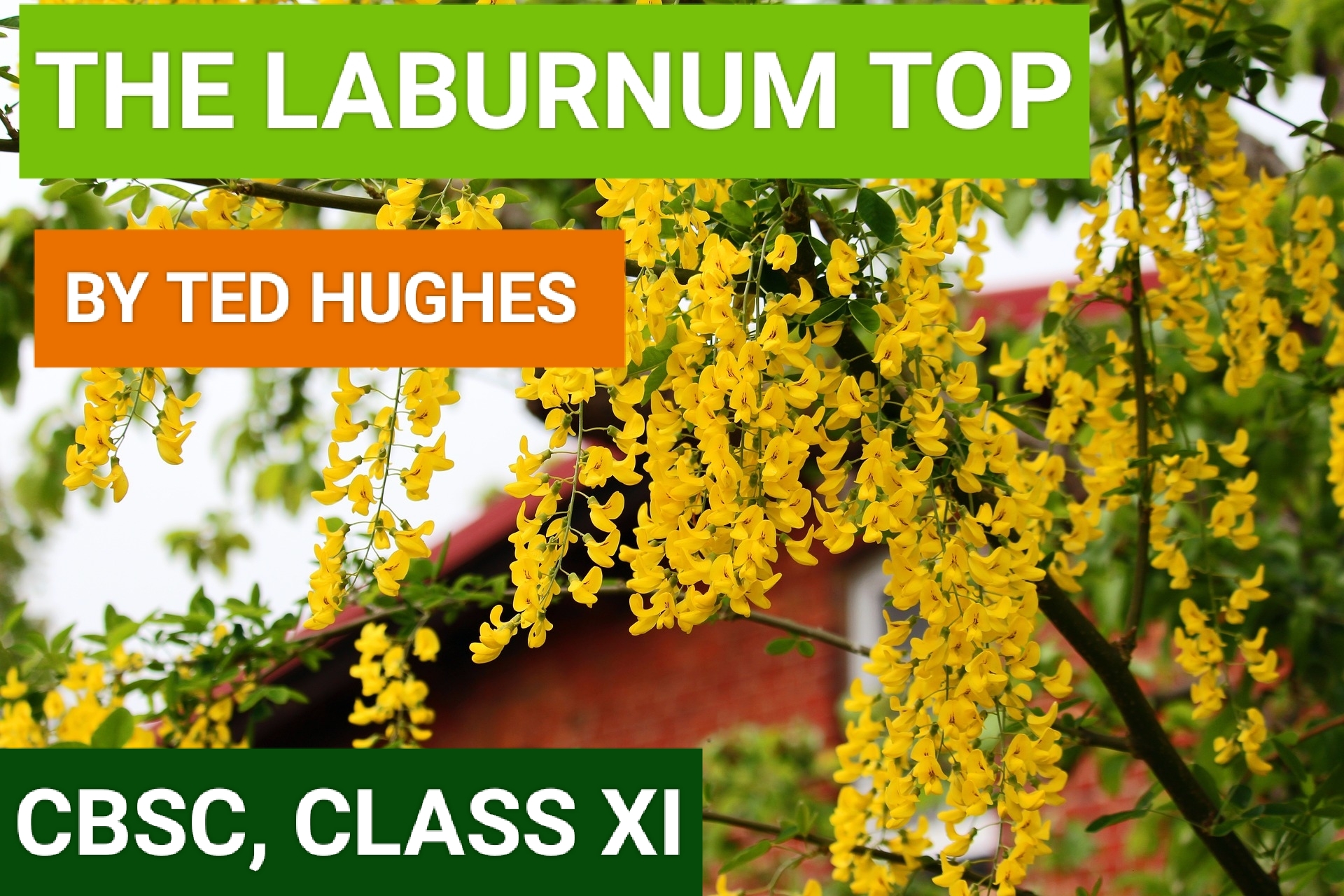 "The Laburnum Top" Questions & Answers, Class XI, CBSE - Web Academix