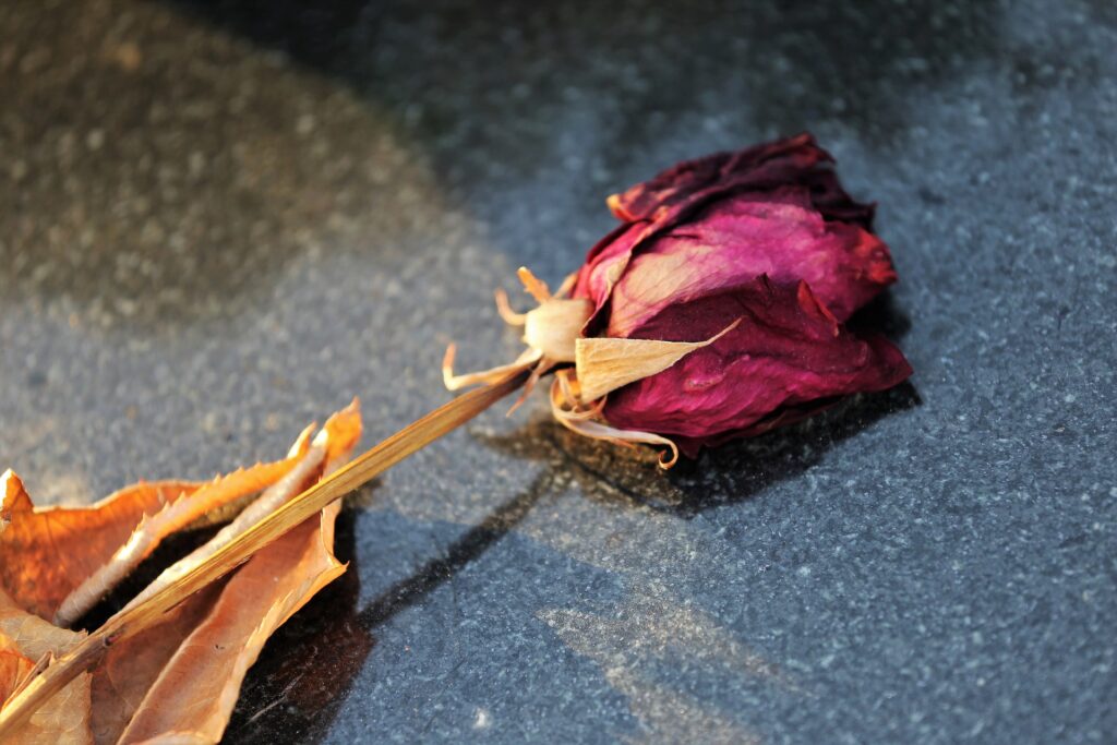 "The Sick Rose" Analysis & Summary by William Blake - Web Academix